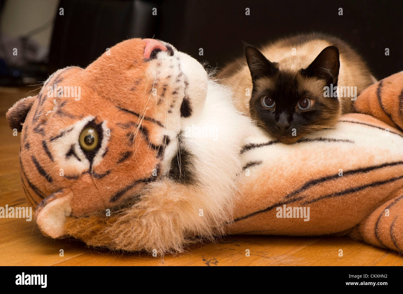 Robin plush hi-res stock photography and images - Alamy