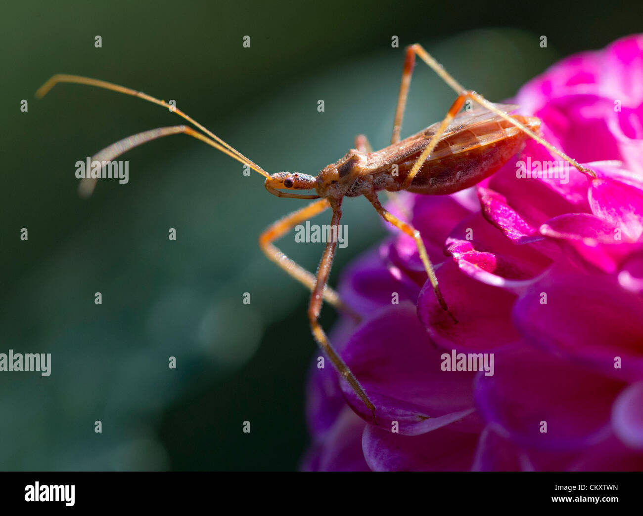 Ckxtwn hi-res stock photography and images - Alamy