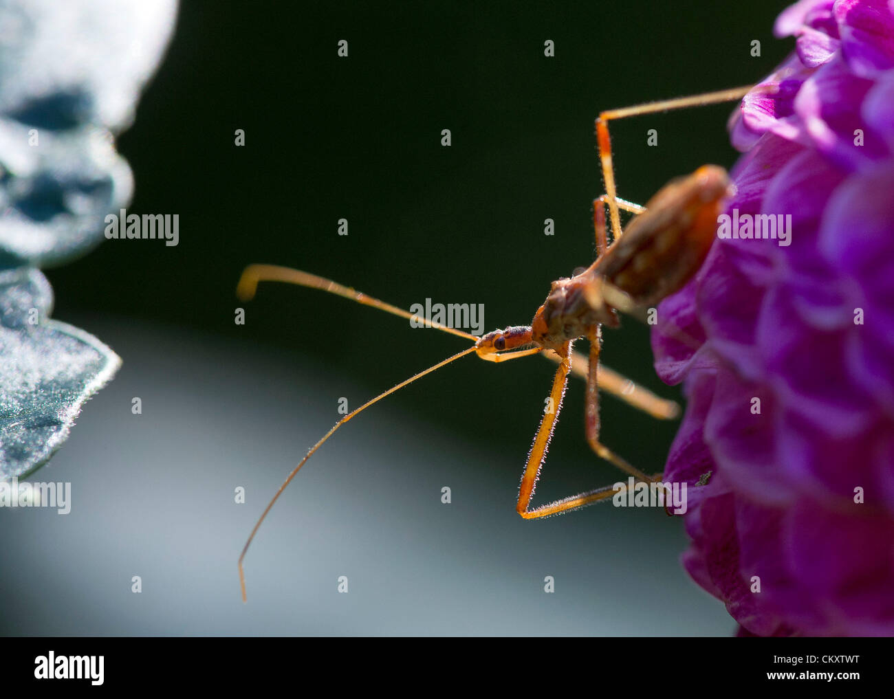 Assassin bugs chagas hi-res stock photography and images - Alamy