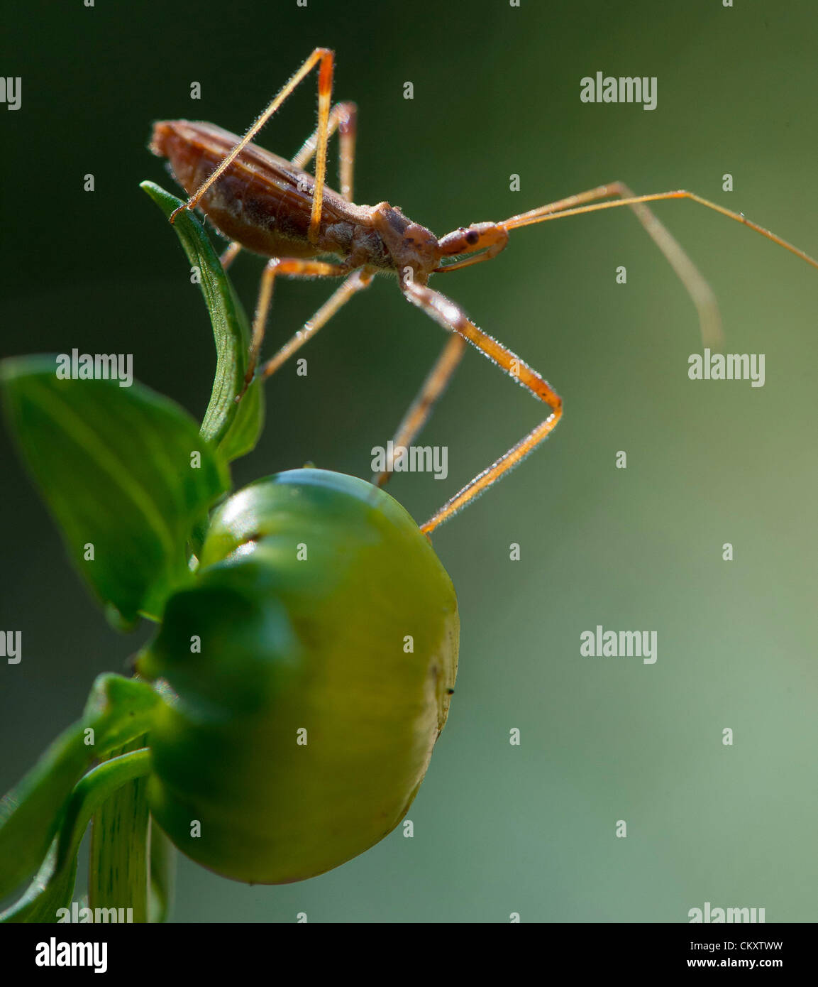 Inject saliva hi-res stock photography and images - Alamy