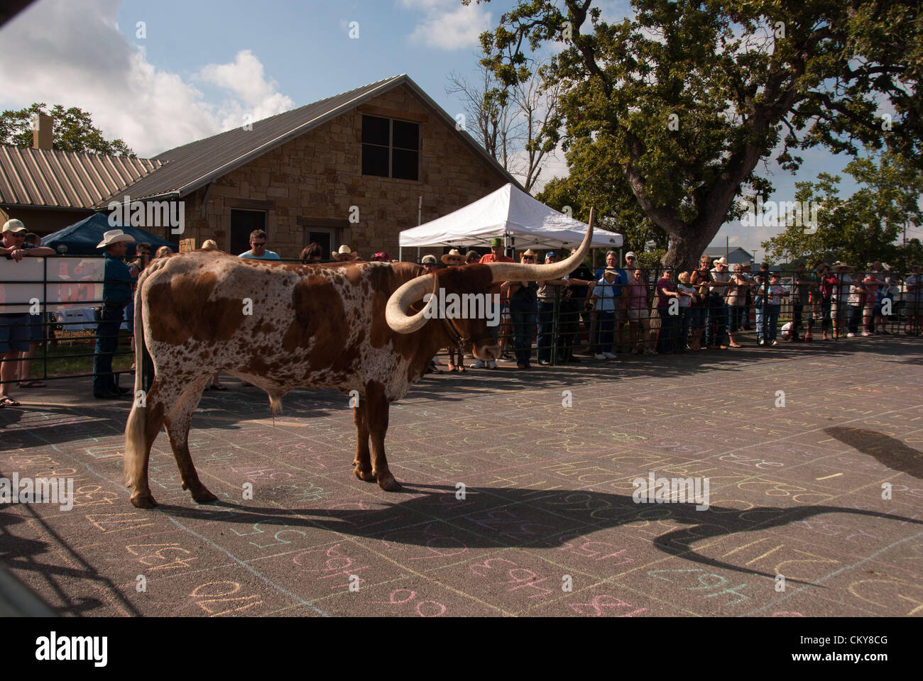 Cow patty bingo hi-res stock photography and images - Alamy