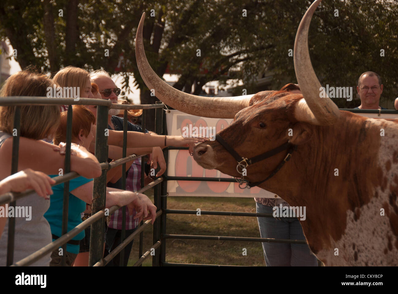 1 September 2012 Bandera, Texas, USA - At the Cow Patty Bingo event in ...