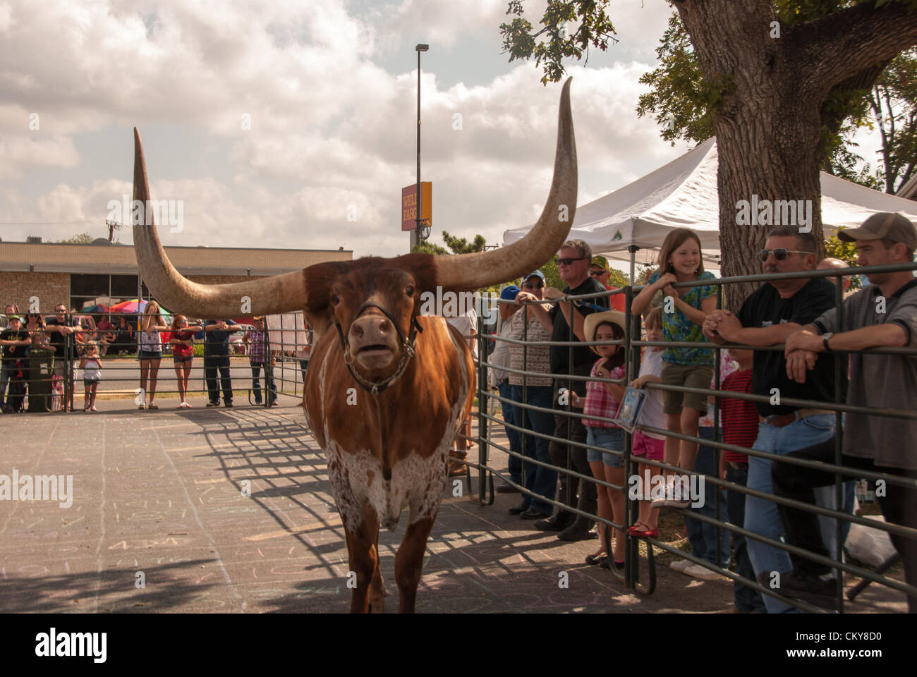 1 September 2012 Bandera, Texas, USA - Redneck the Longhorn at the Cow ...