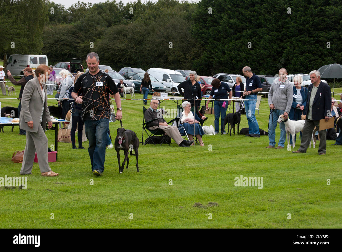 Greyhound dog service hi-res stock photography and images - Alamy