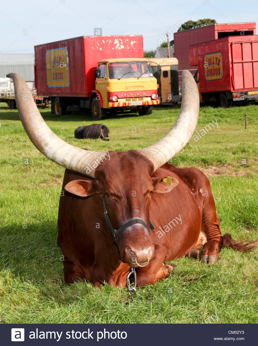 Peter Jolly Circus Stock Photos & Peter Jolly Circus Stock Images - Alamy