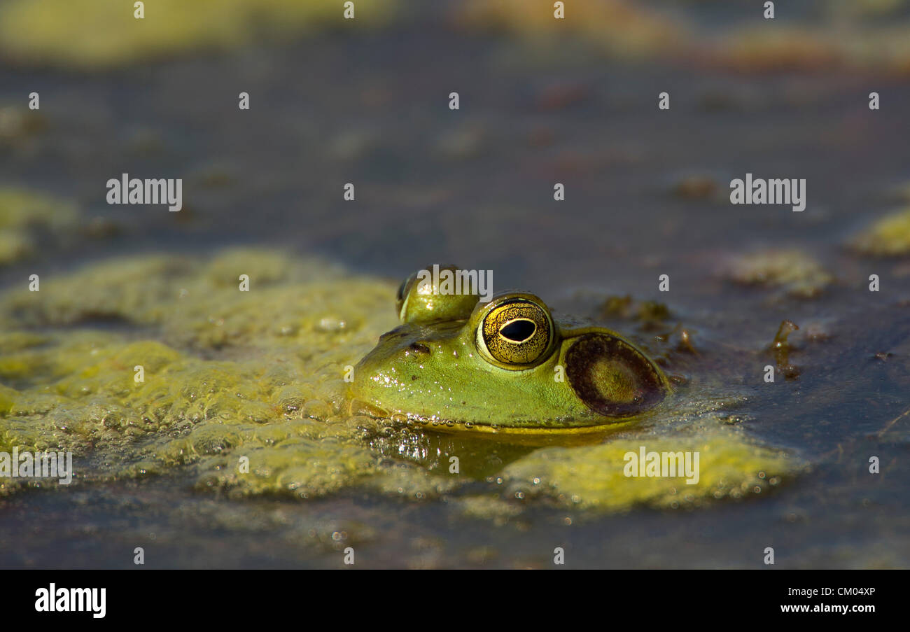 Invasive species oregon hi-res stock photography and images - Alamy