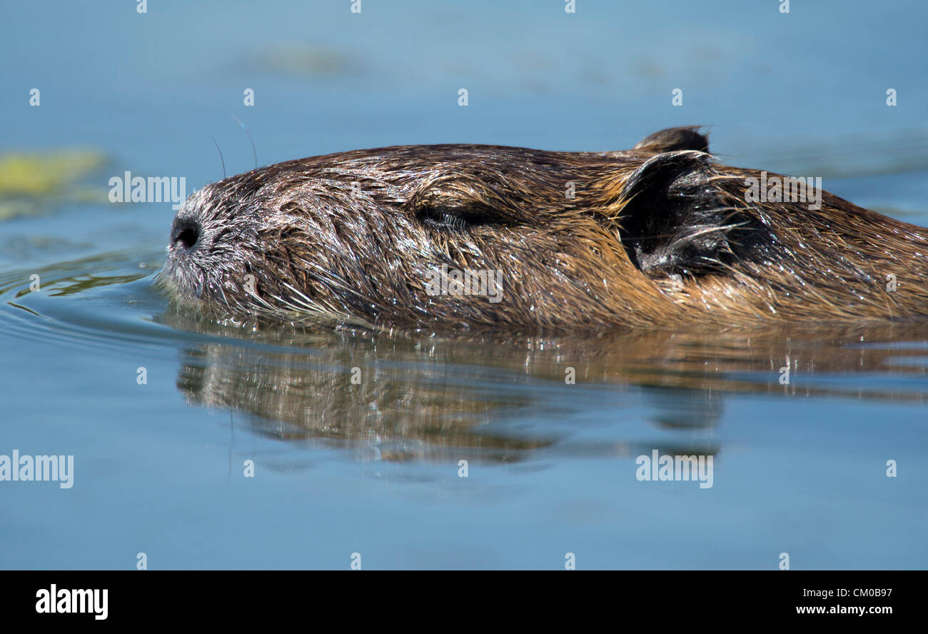 Sept. 7, 2012 - Roseburg, Oregon, U.S - A nutria, also known as a river ...