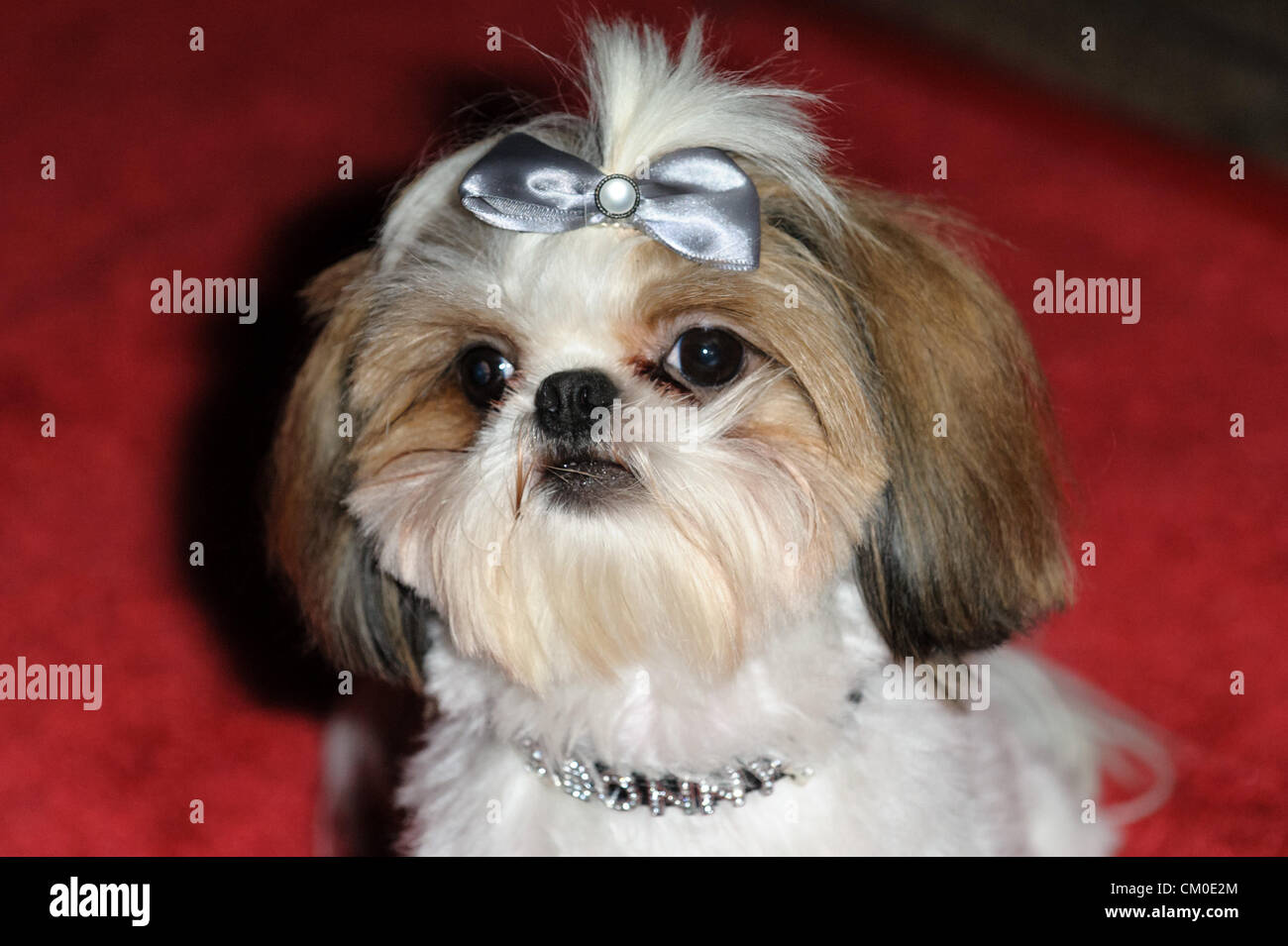 Sept. 7, 2012 - Toronto, Ontario, Canada - BONNY THE DOG attends the ...