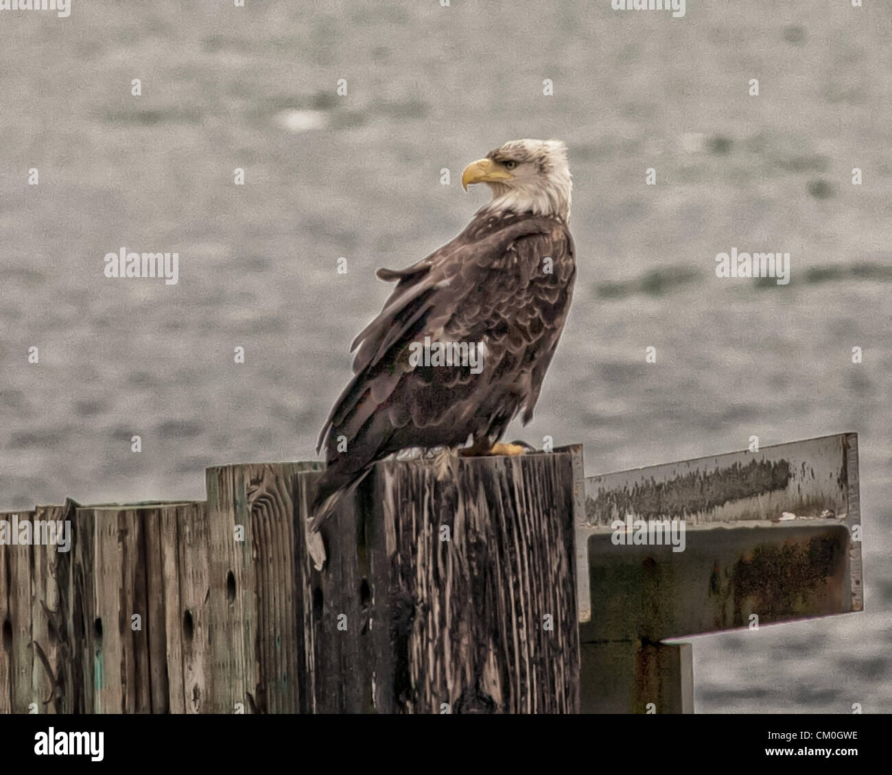 July 4, 2012 - Haines Borough, Alaska, US - A Bald Eagle (Haliaeetus leucocephalus alascanus ...