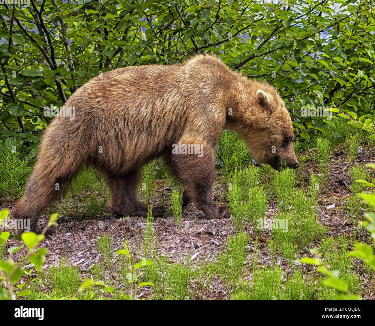 Brown bear eating berries hi-res stock photography and images - Alamy