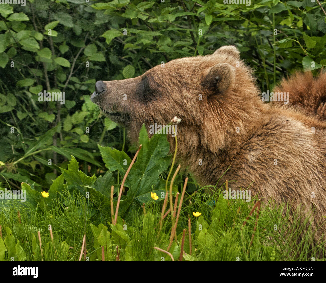 July 4, 2012 - Haines Borough, Alaska, US - A close-up profile of a ...