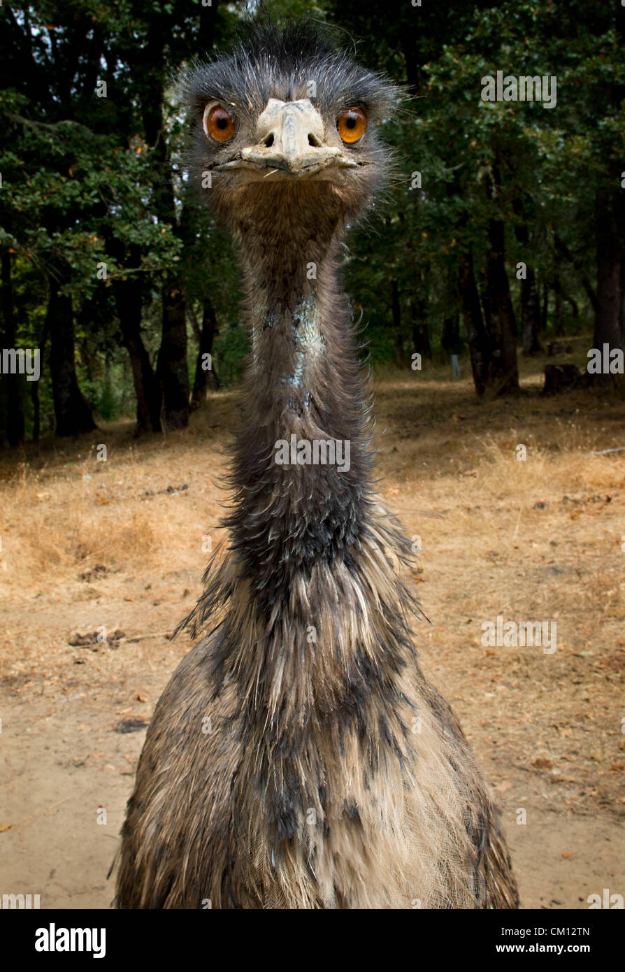 Sept. 10, 2012 - Yoncalla, Oregon, U.S - A captive emu looks out of an ...