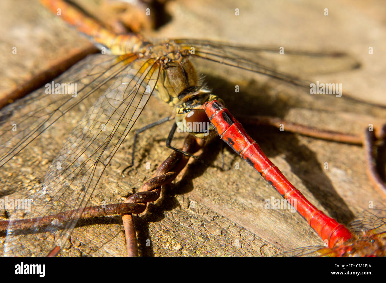 A male Ruddy Darter tightly holds a female behind the eyes with his ...
