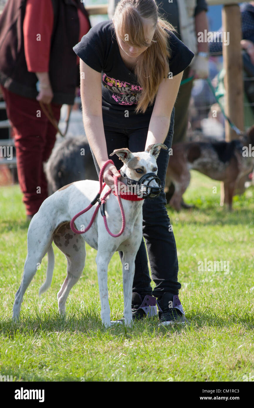 15.09.2012 - The Midland Game Fair at Weston Park Shropshire. Hare ...