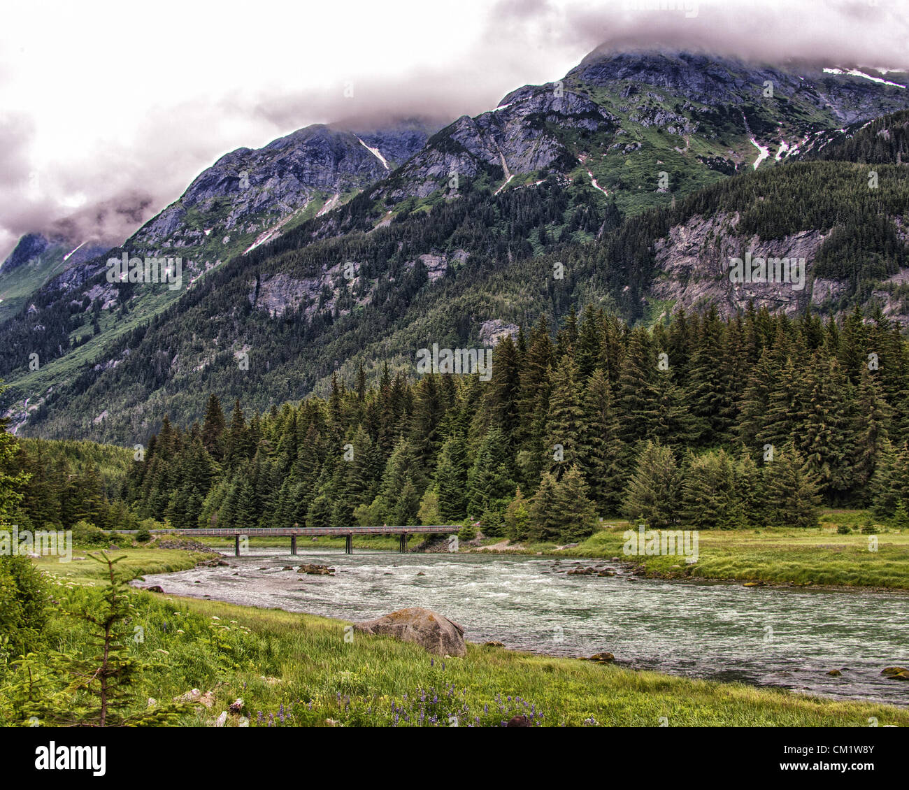 July 4, 2012 - Haines, Alaska, US - Wildflowers grow along the river ...