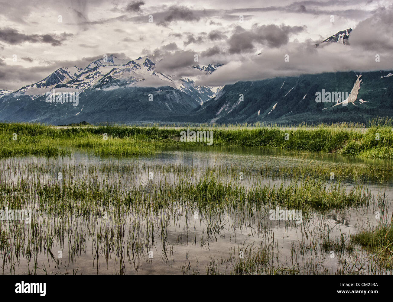 July 4, 2012 - Haines, Alaska, US - Wild grasses grow in profusion in a ...