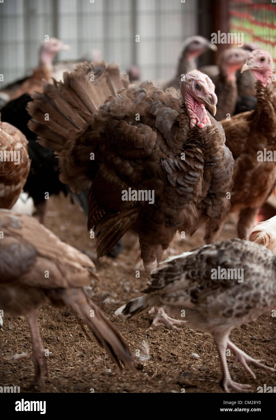 Lavender turkeys hi-res stock photography and images - Alamy