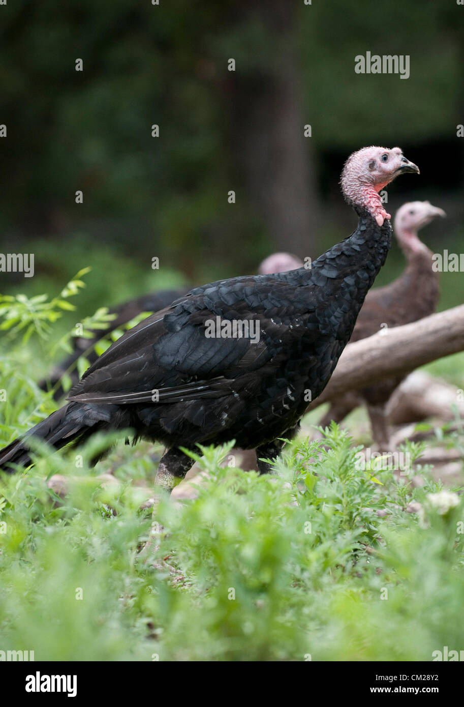 Sept. 18, 2012 - Weatherford, Texas, USA - September 18, 2012 ...