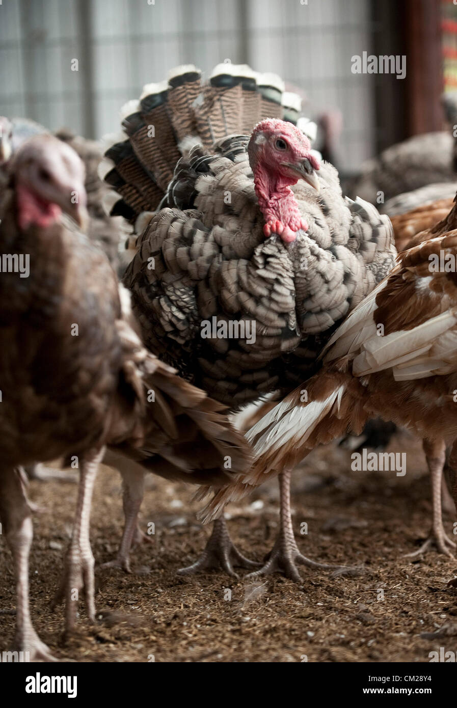 Narragansett turkeys hi-res stock photography and images - Alamy