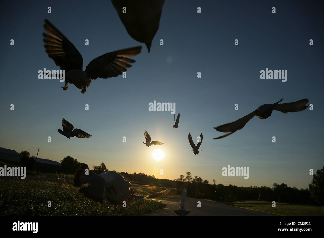 Racing pigeons in loft hi-res stock photography and images - Alamy