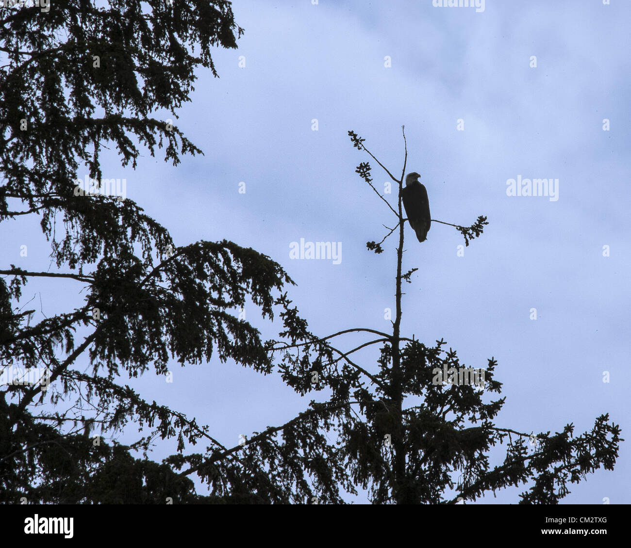July 5, 2012 - Borough Of Juneau, Alaska, US - A Bald Eagle (Haliaeetus ...