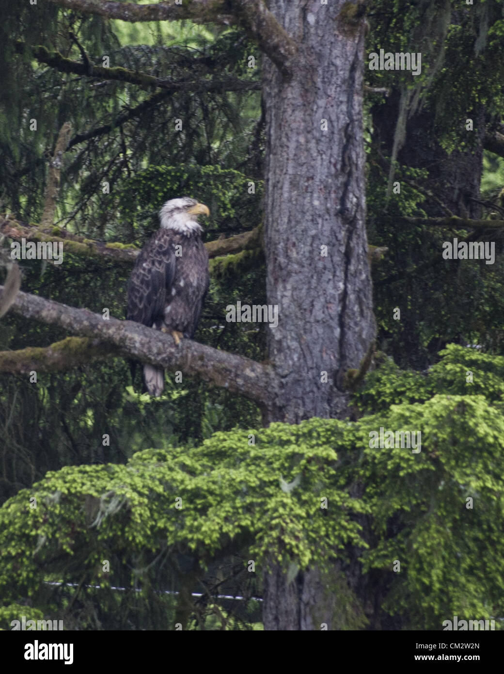 July 5, 2012 - Borough Of Juneau, Alaska, US - A Bald Eagle (Haliaeetus ...