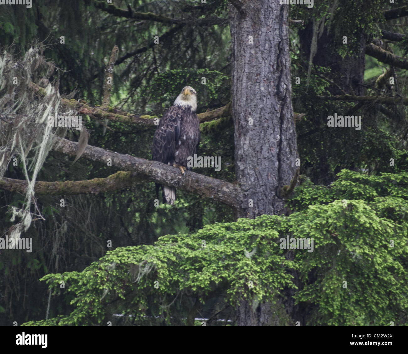 July 5, 2012 - Borough Of Juneau, Alaska, US - A Bald Eagle (Haliaeetus leucocephalus alascanus ...