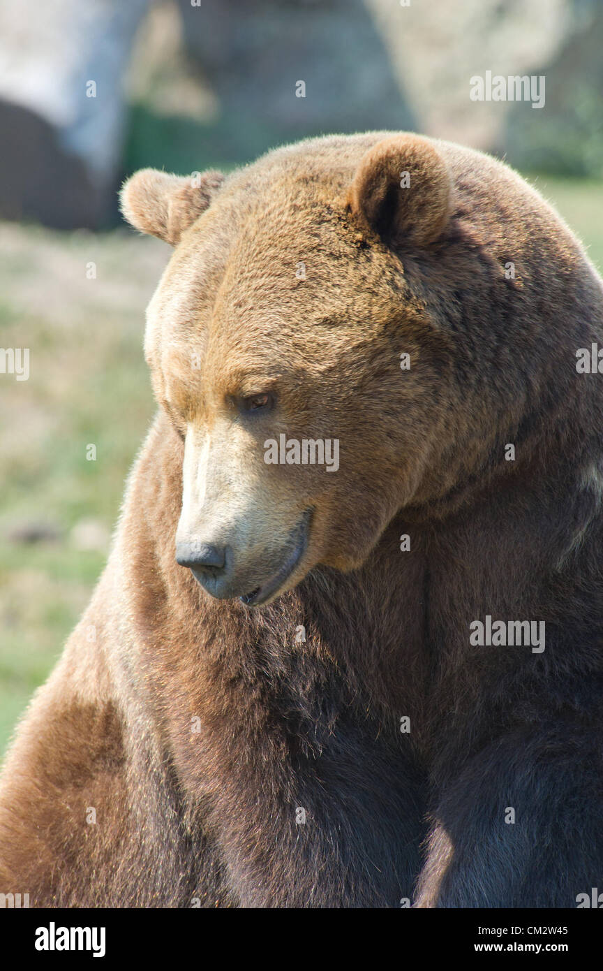 Human bear encounters hi-res stock photography and images - Alamy