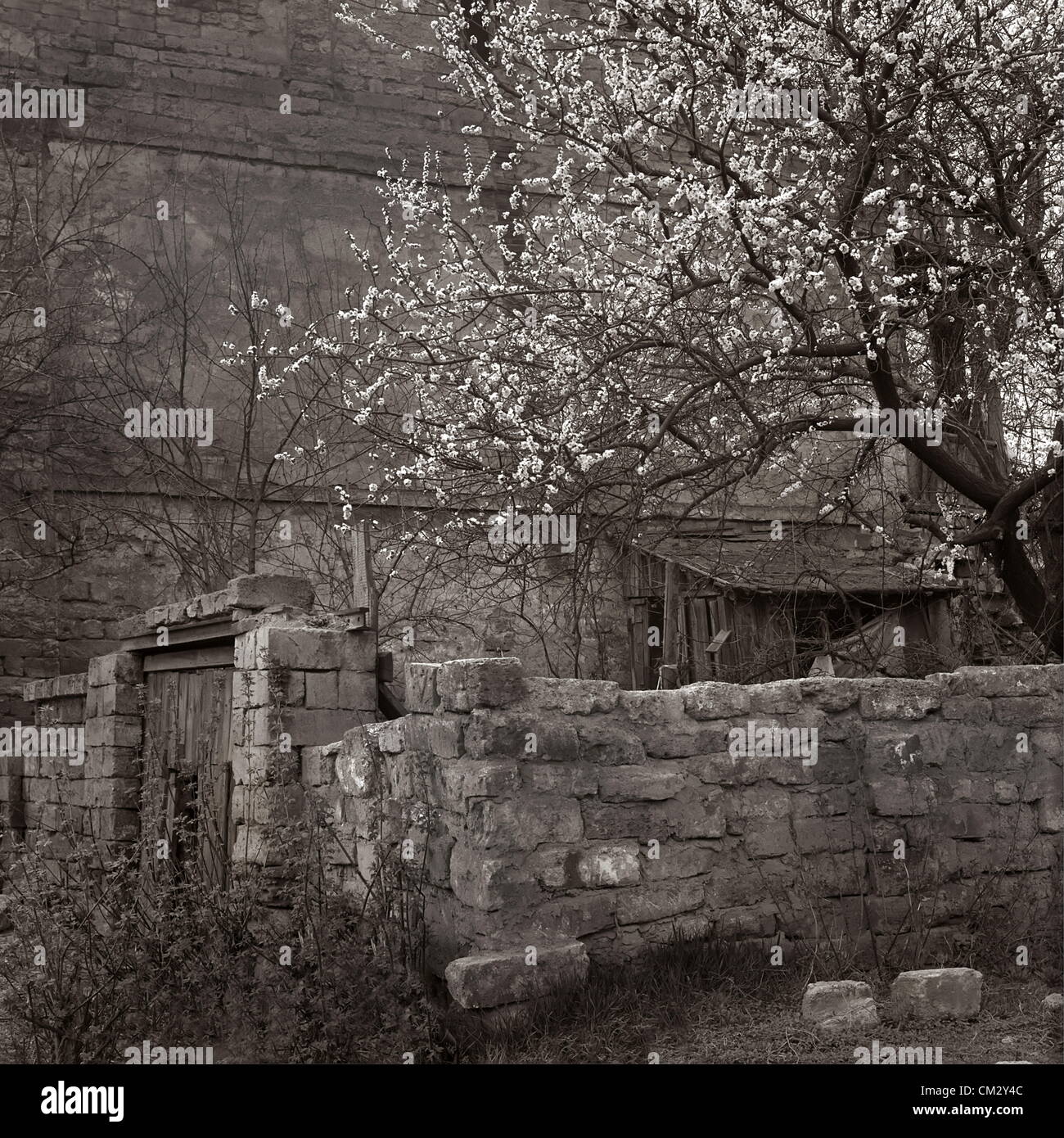 Flowering tree and the old crumbling stone wall Stock Photo - Alamy