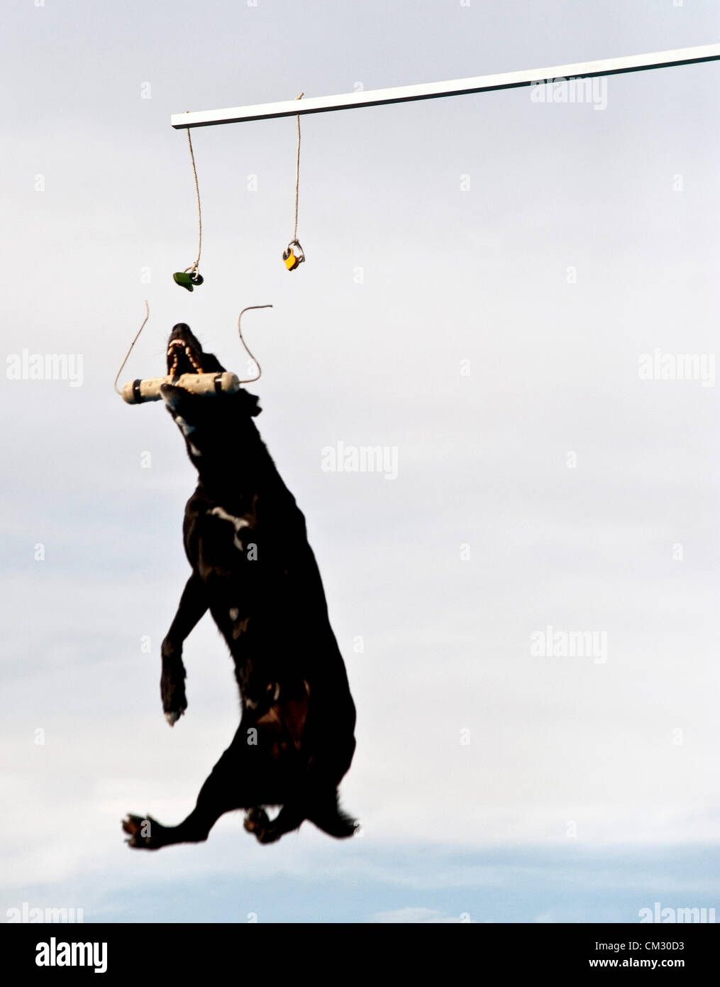 Augie dog hi-res stock photography and images - Alamy