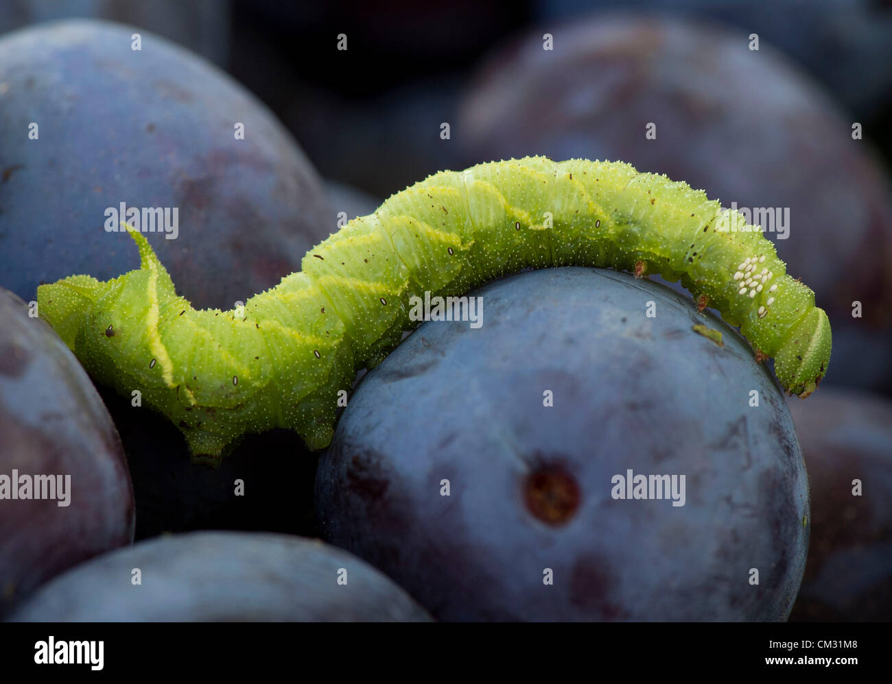 Sept. 23, 2012 - Roseburg, Oregon, U.S - A large sphinx moth ...