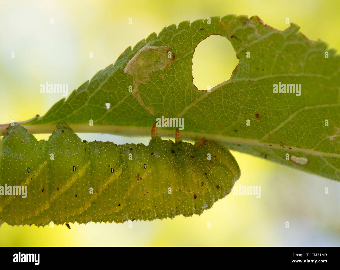 Sept. 23, 2012 - Roseburg, Oregon, U.S - A large sphinx moth ...