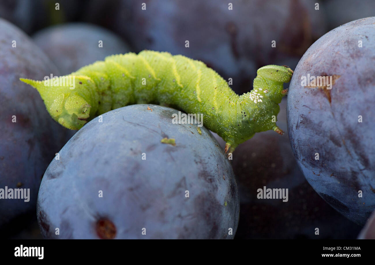 Plum fruit moth on a plum hi-res stock photography and images - Alamy