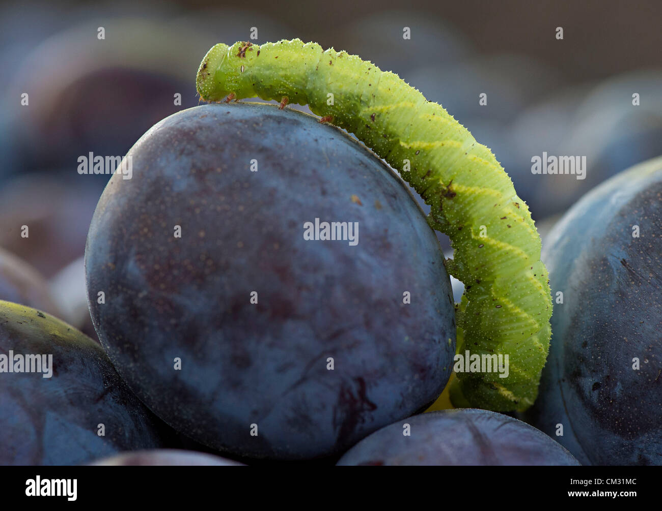 Plum fruit moth caterpillar hi-res stock photography and images - Alamy
