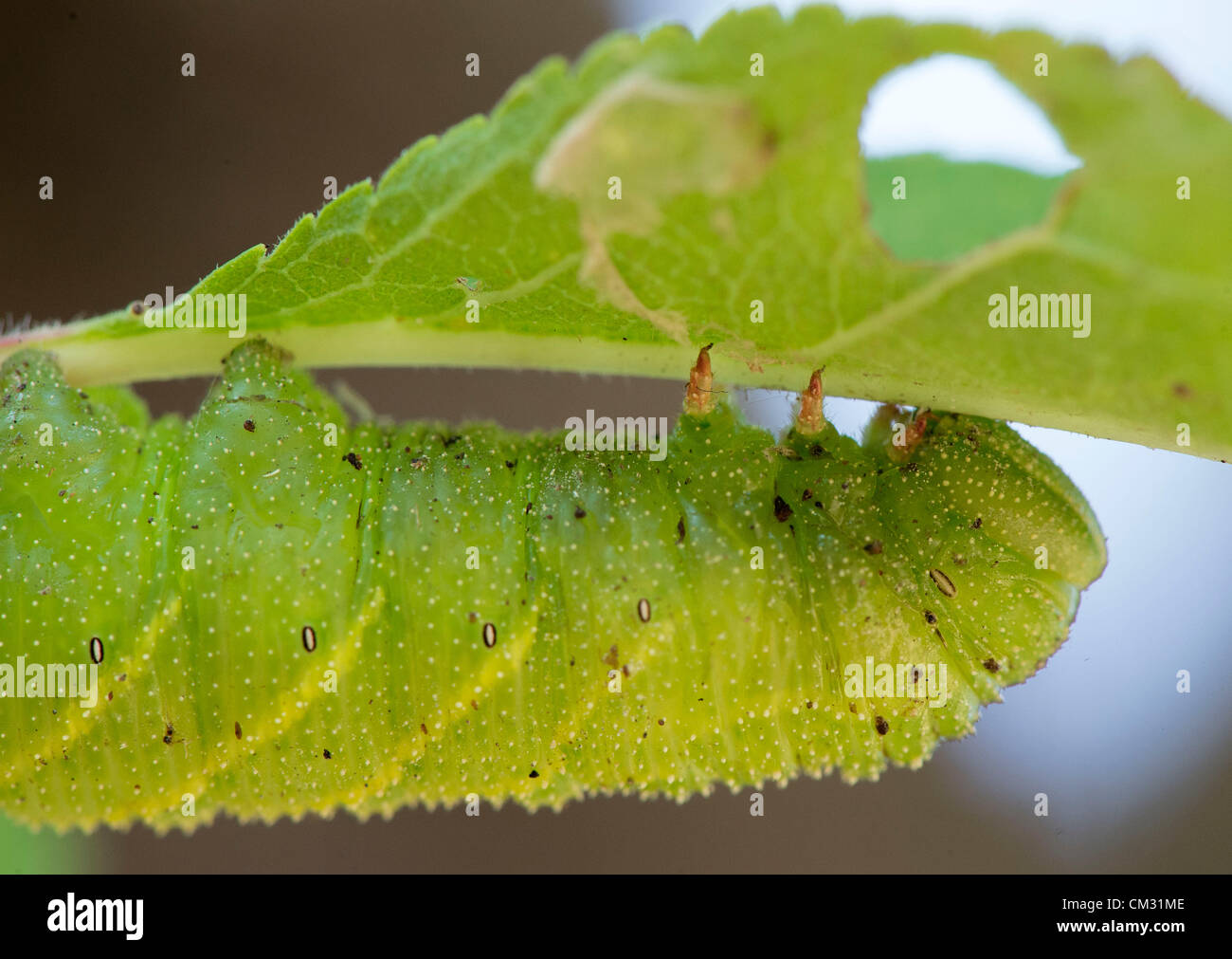 Sept. 23, 2012 - Roseburg, Oregon, U.S - A large sphinx moth ...