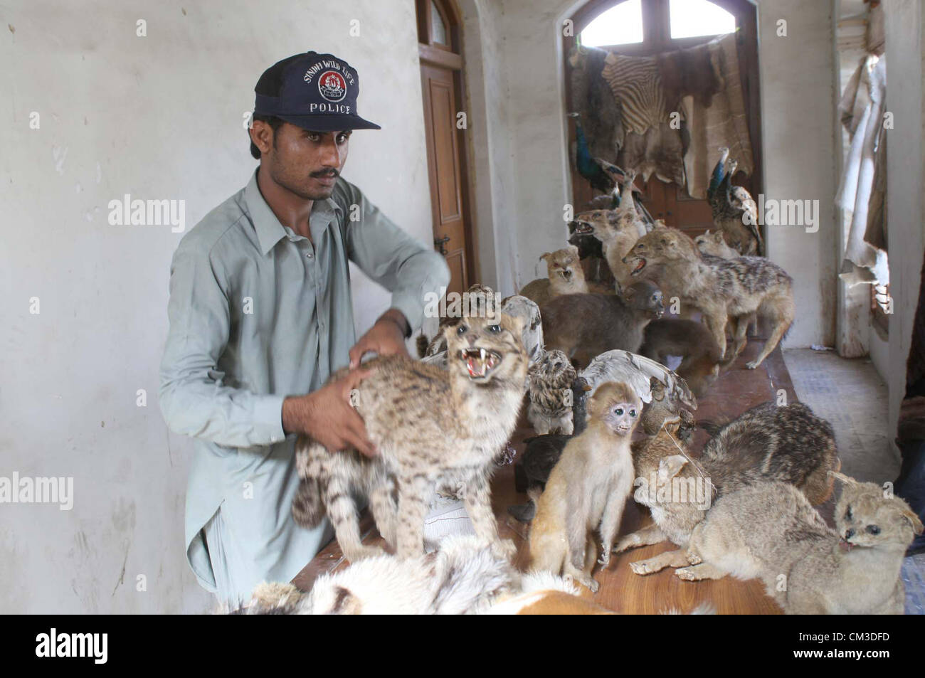 Sindh Wildlife Department official shows seized preserved animal that ...