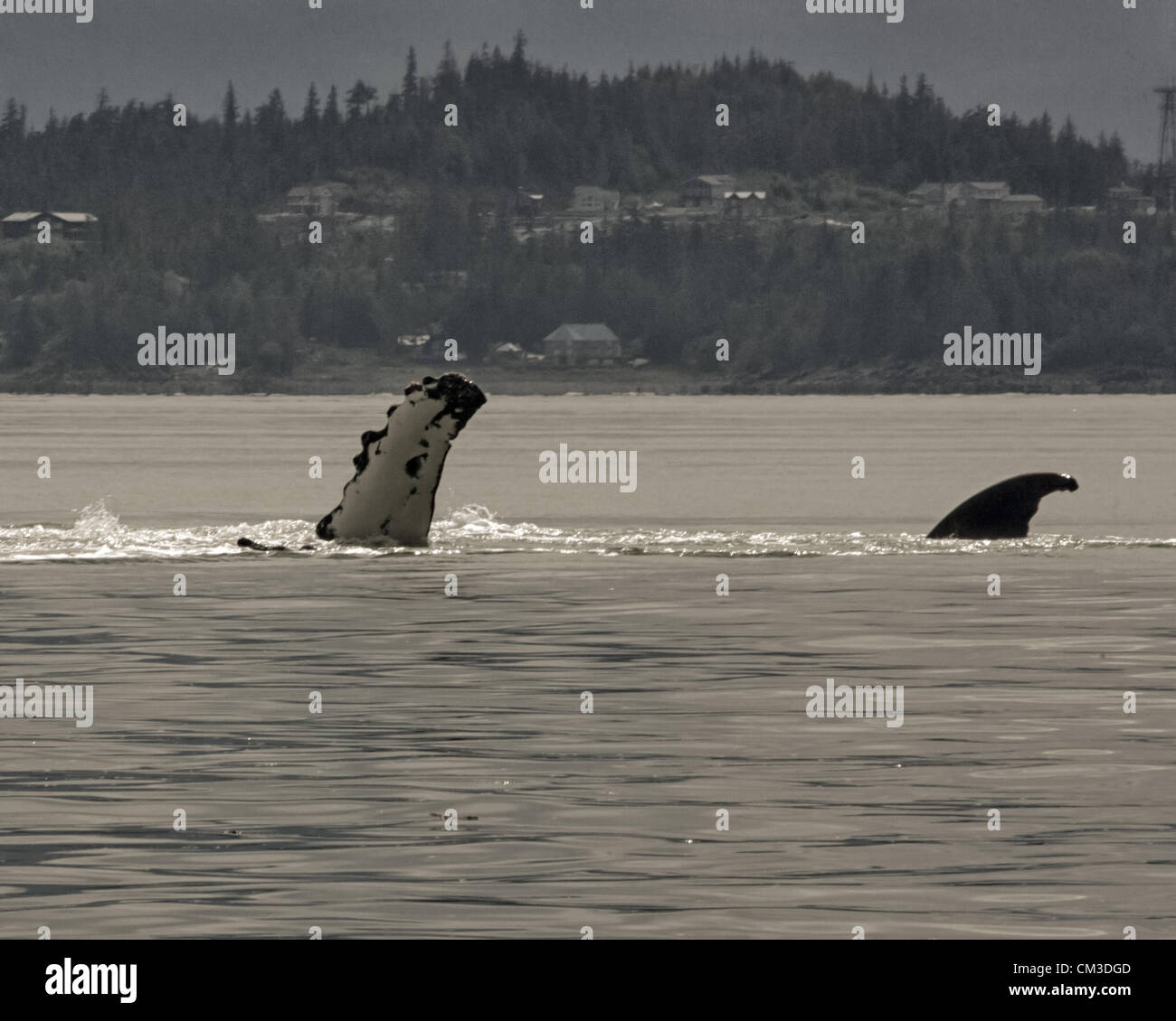 July 5, 2012 - Borough Of Juneau, Alaska, US - The flipper and dorsal ...