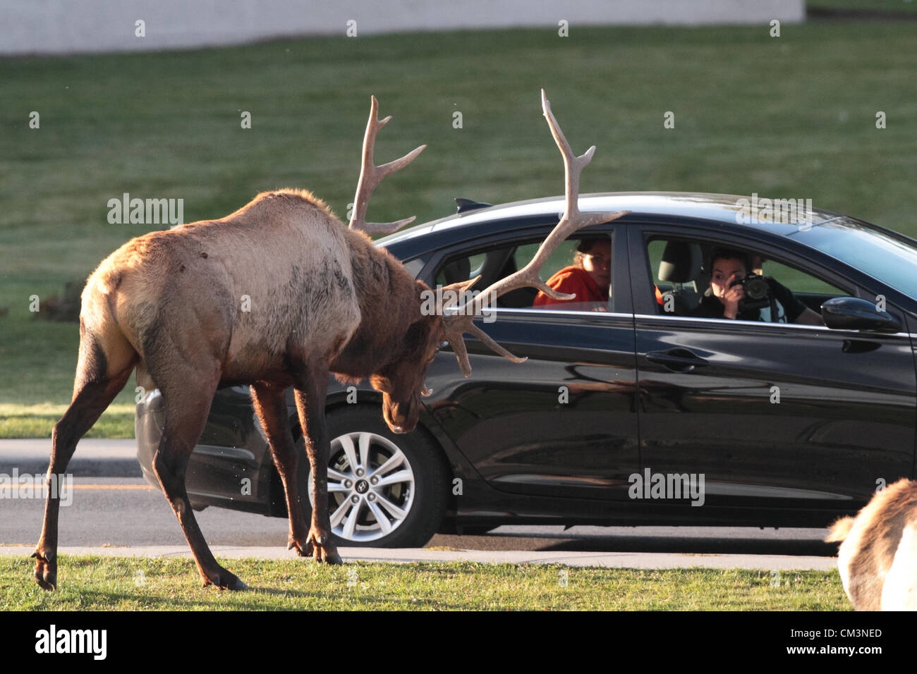 Elk fighting yellowstone national park hi-res stock photography and ...