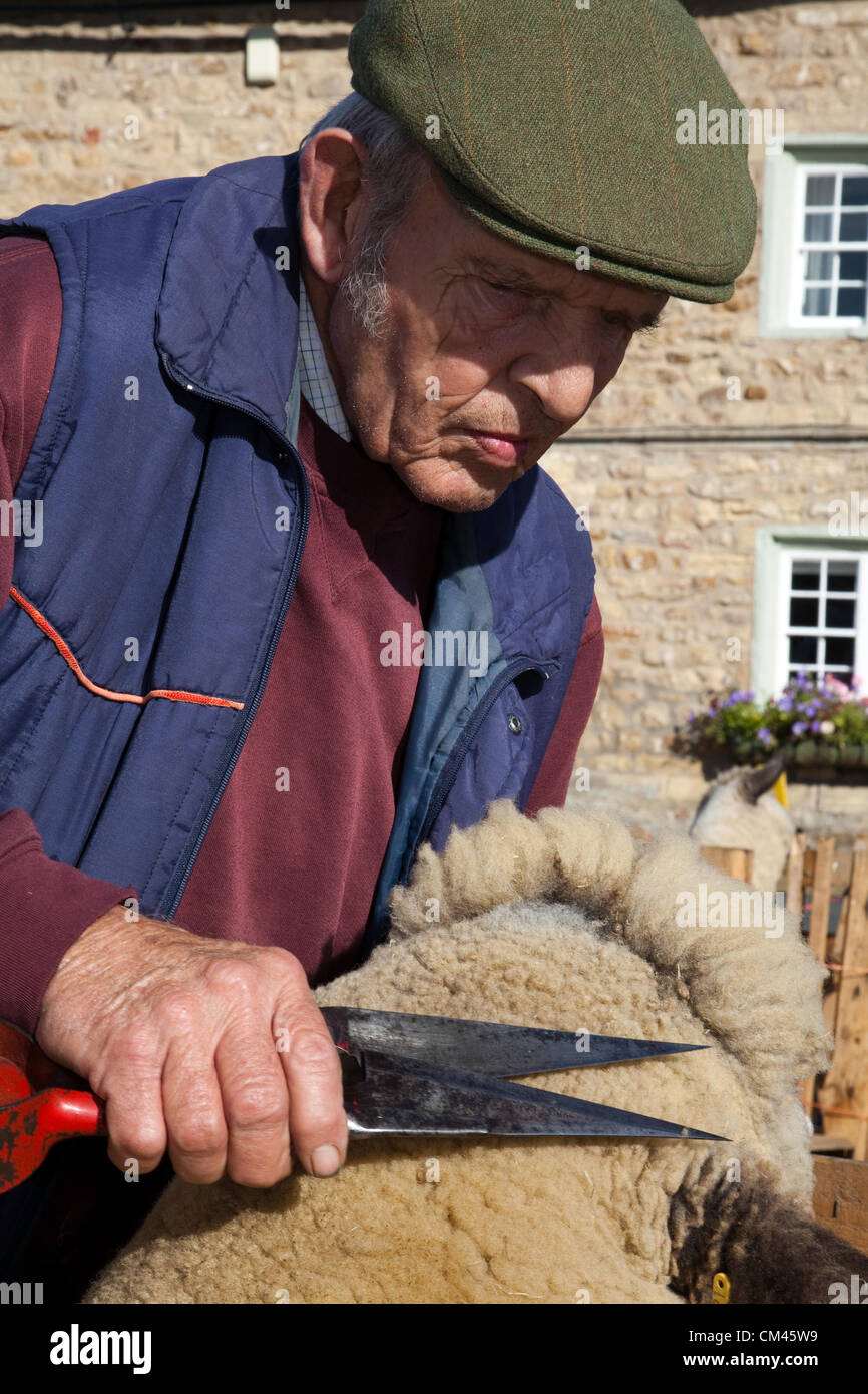 Sheep shearing, grooming with scissors; Trimming an "Oxford Down ...