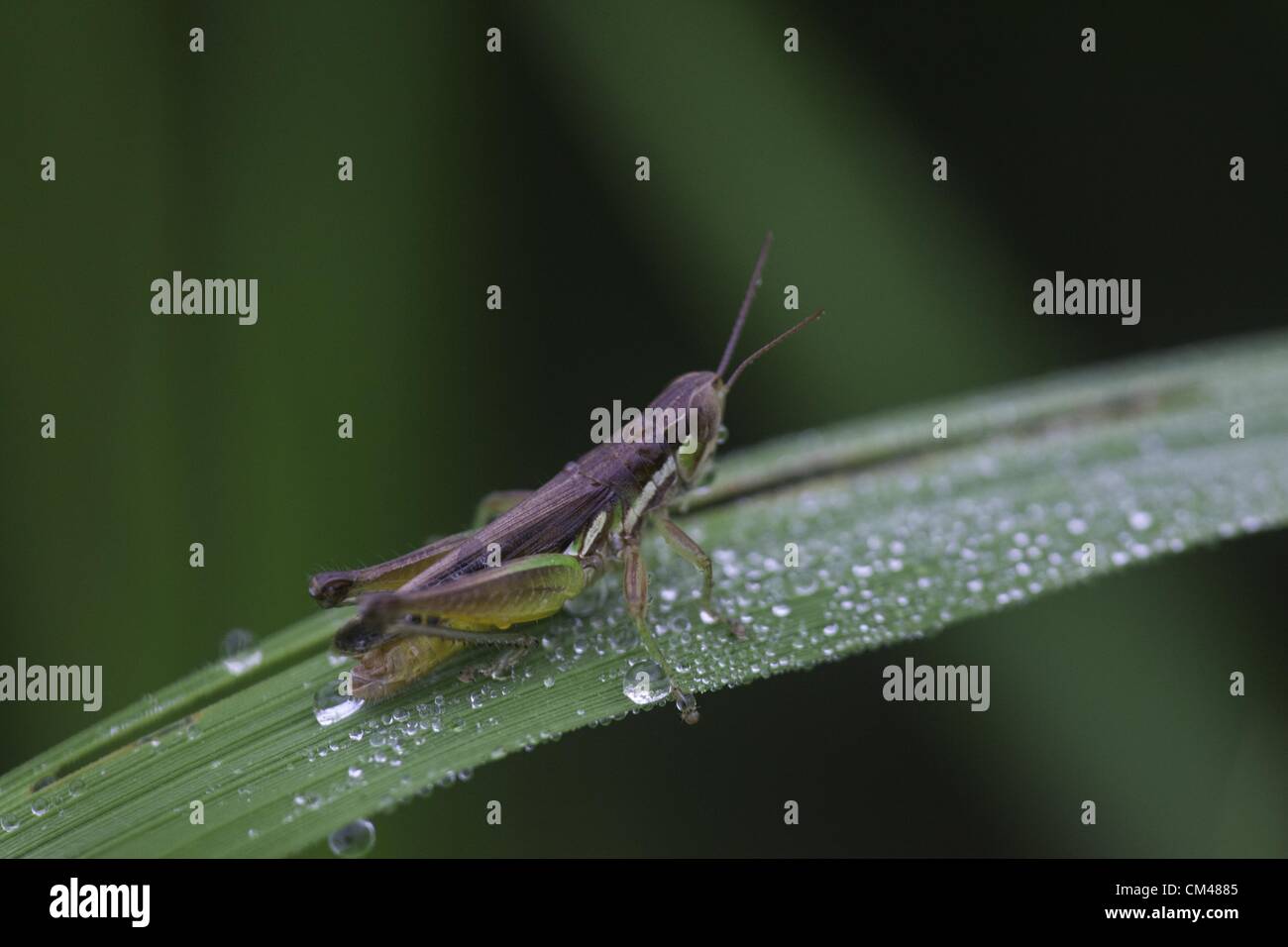 Rice field cricket hi-res stock photography and images - Alamy