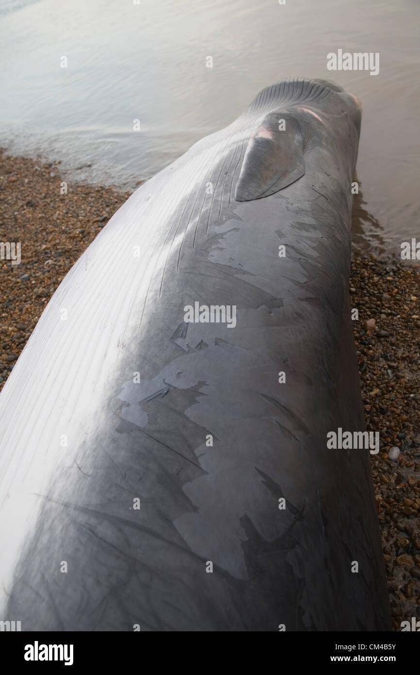 Fin Whale, Balaenoptera physalus, washed up dead on Shingle Street ...