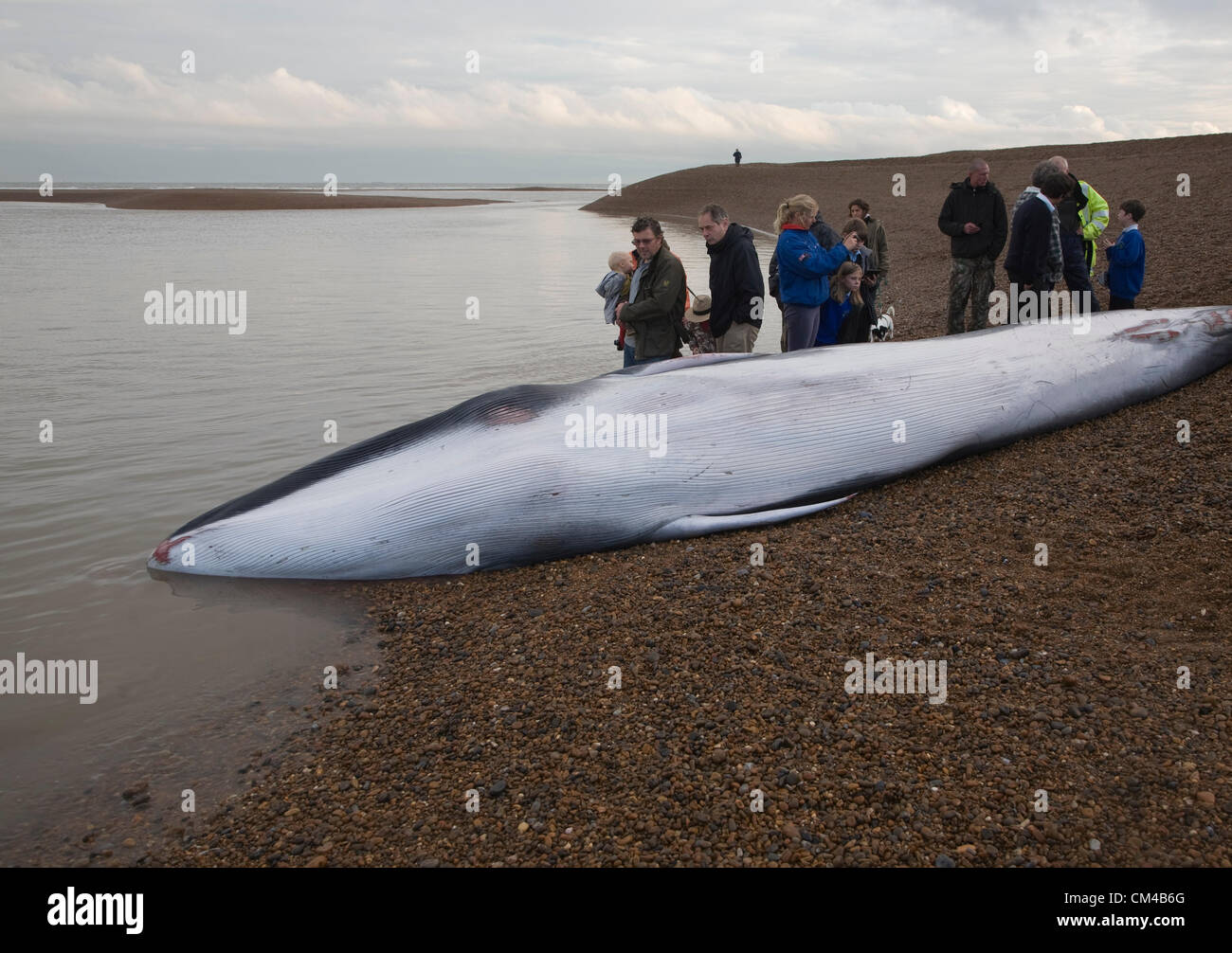 Fin Whale, Balaenoptera physalus, washed up dead on Shingle Street ...