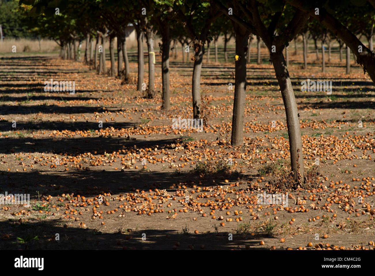 Oct. 1, 2012 - Roseburg, Oregon, U.S - Thousands of ripe hazelnuts ...