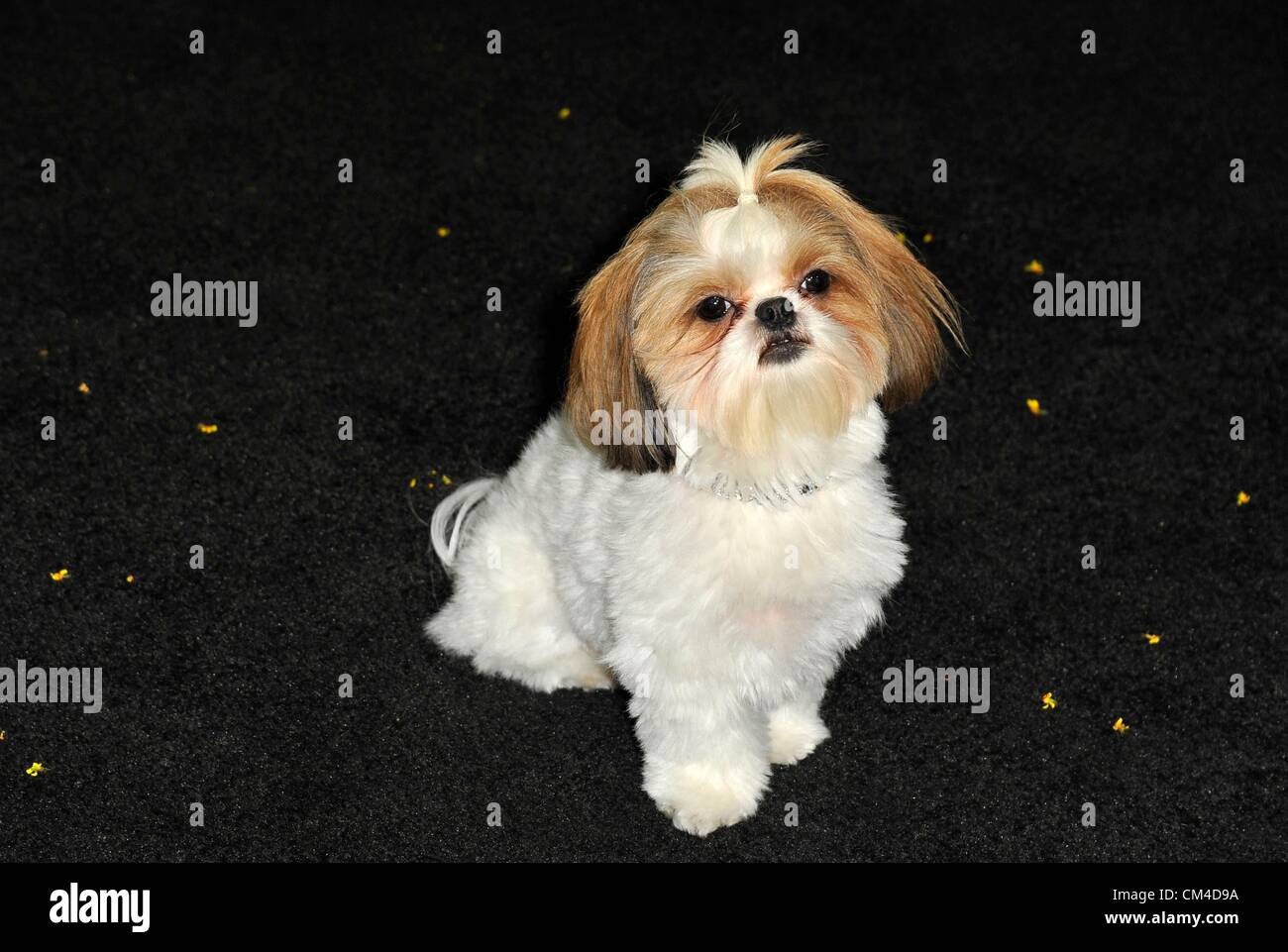 USA. Bonnie the dog at arrivals for SEVEN PSYCHOPATHS Premiere, Bruin ...