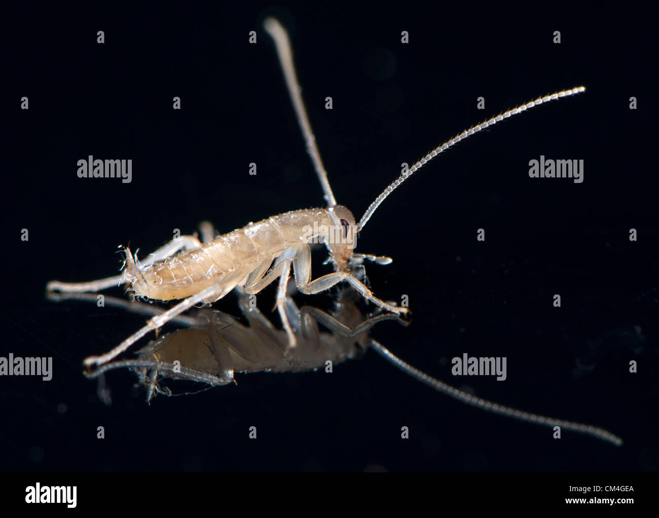 Cockroach nymphs hi-res stock photography and images - Alamy