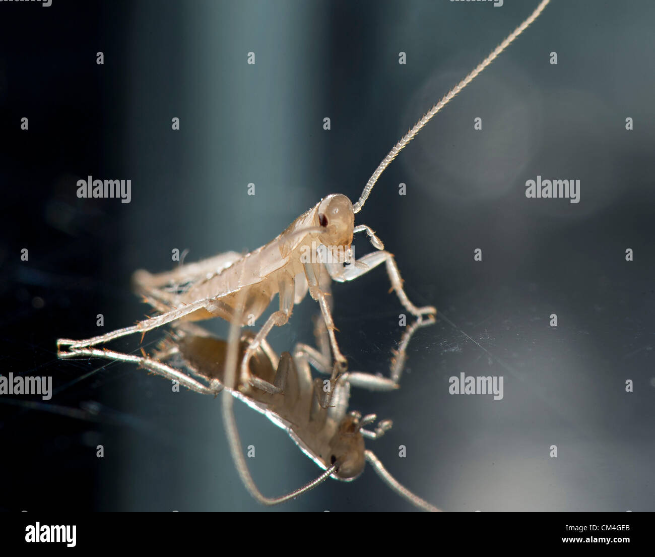 Oct. 2, 2012 - Roseburg, Oregon, U.S - A very small immature cockroach ...