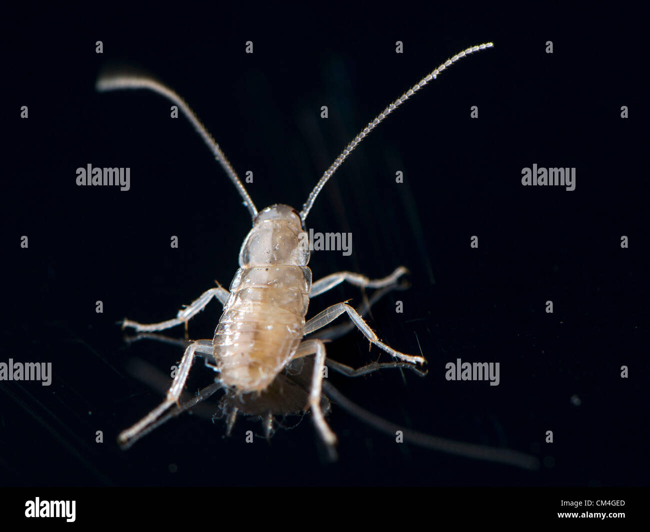 Oct. 2, 2012 - Roseburg, Oregon, U.S - A very small immature cockroach ...