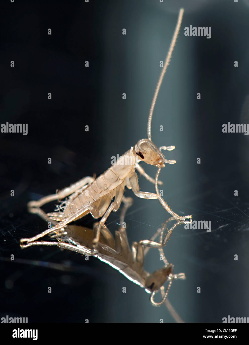 Oct. 2, 2012 - Roseburg, Oregon, U.S - A very small immature cockroach ...