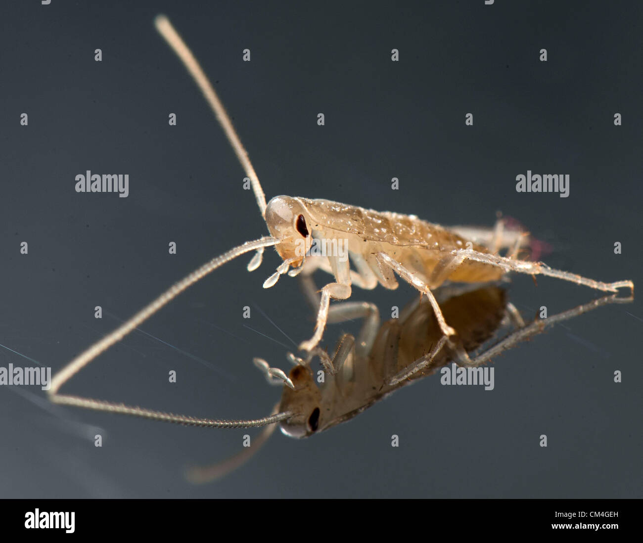 Cockroach nymphs hi-res stock photography and images - Alamy