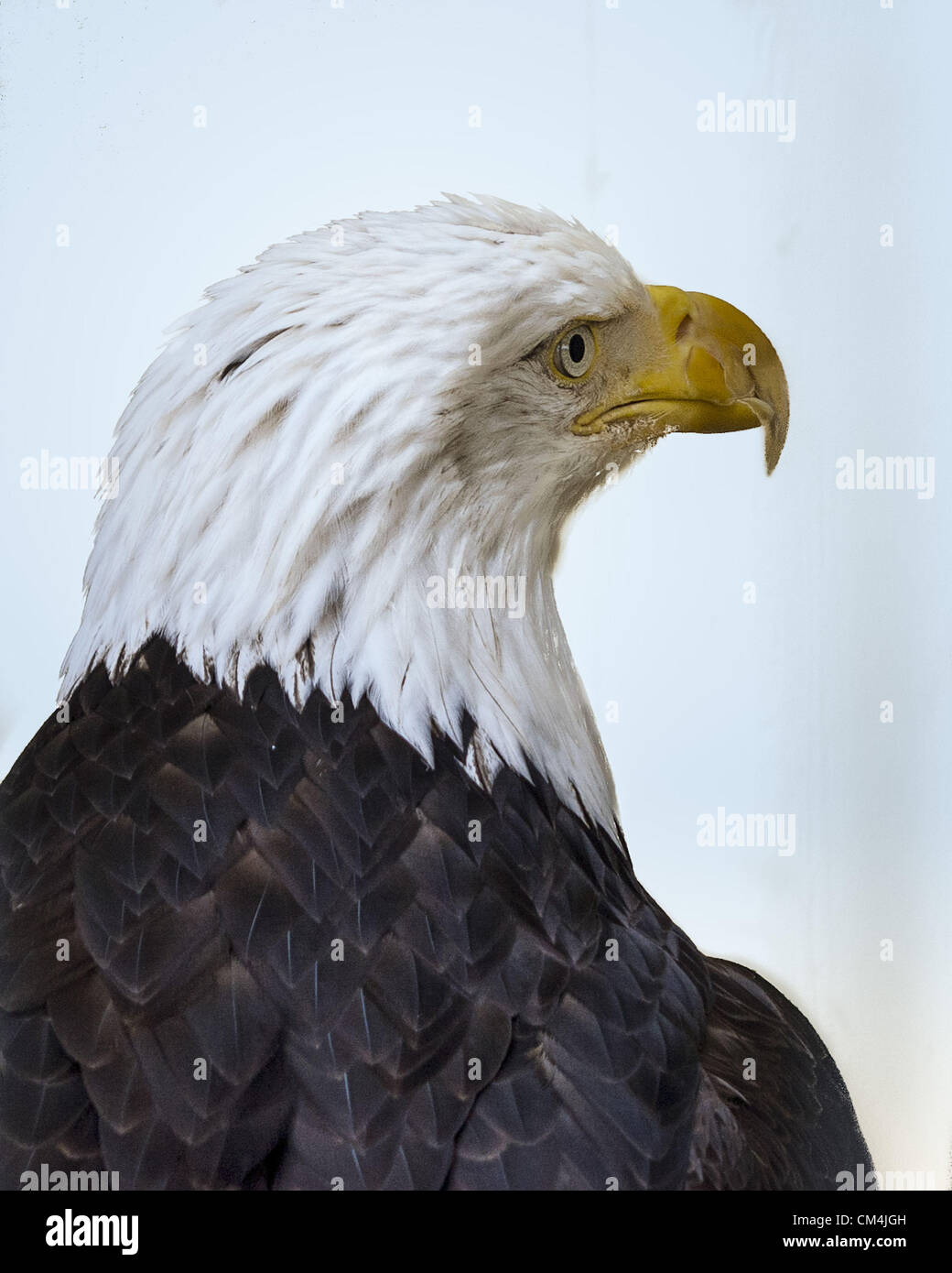 July 5, 2012 - Borough Of Juneau, Alaska, US - A Bald Eagle (Haliaeetus ...